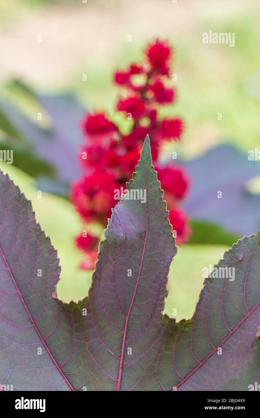 Feuilles de palmier rouge Banque de photographies et d’images à haute ...