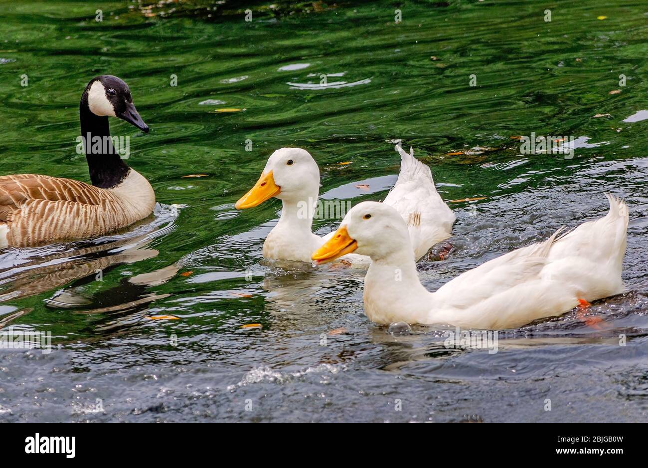 Canards pekin américain Banque de photographies et d’images à haute ...