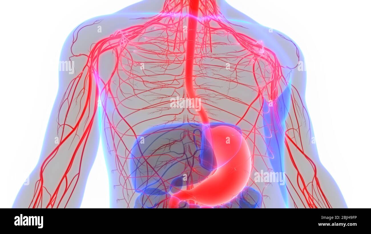 Anatomie du système digestif humain Photo Stock - Alamy