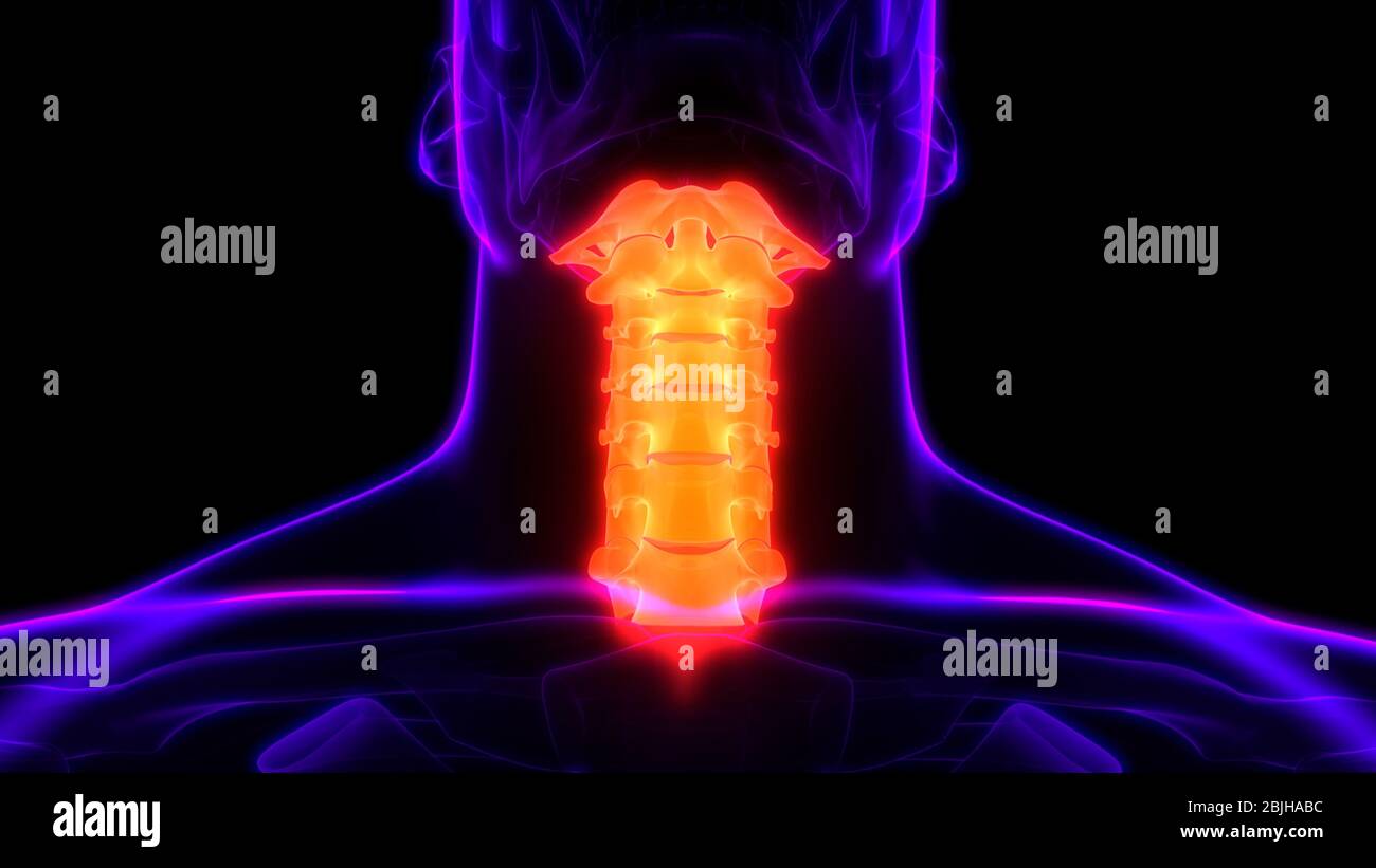 La colonne vertébrale cervicale du squelette humain Anatomie du système ...