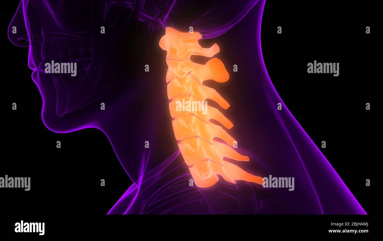 La colonne vertébrale cervicale du squelette humain Anatomie du système ...