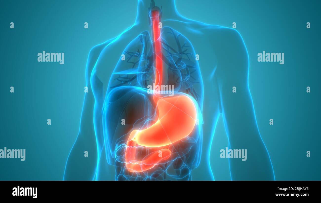 Anatomie du système digestif humain Photo Stock - Alamy