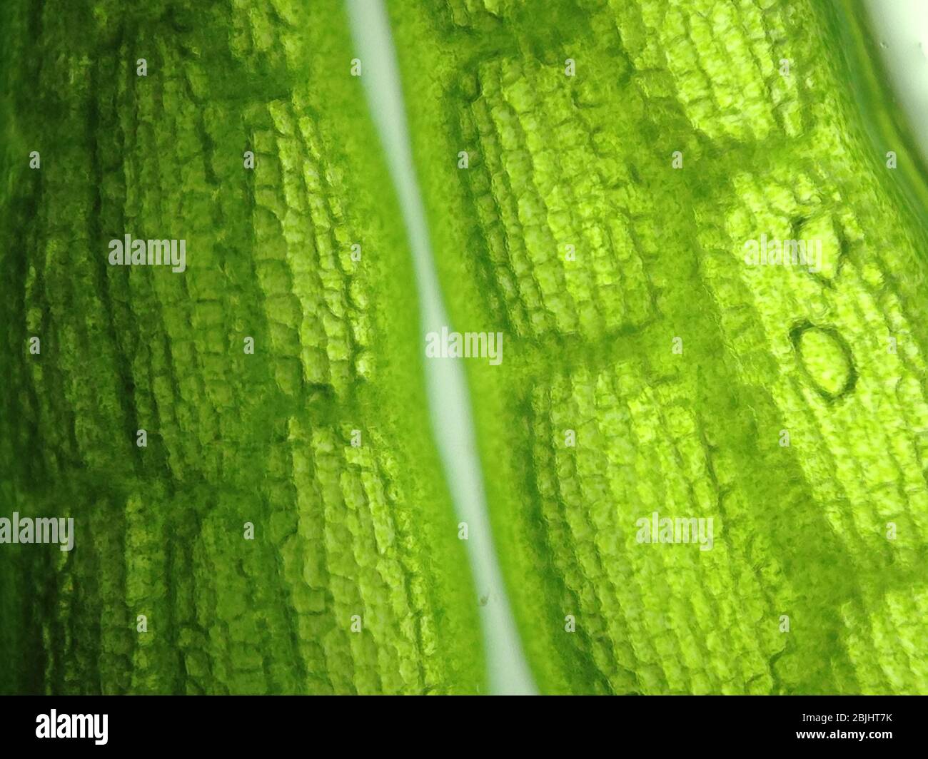Algae microscope Banque de photographies et d’images à haute résolution ...
