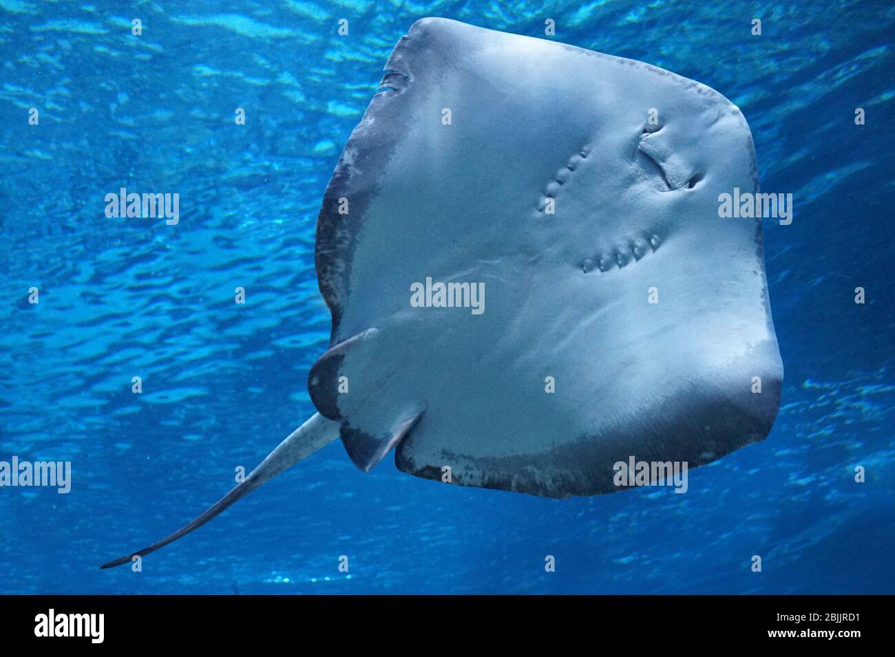 Ray fish Banque de photographies et d’images à haute résolution - Alamy