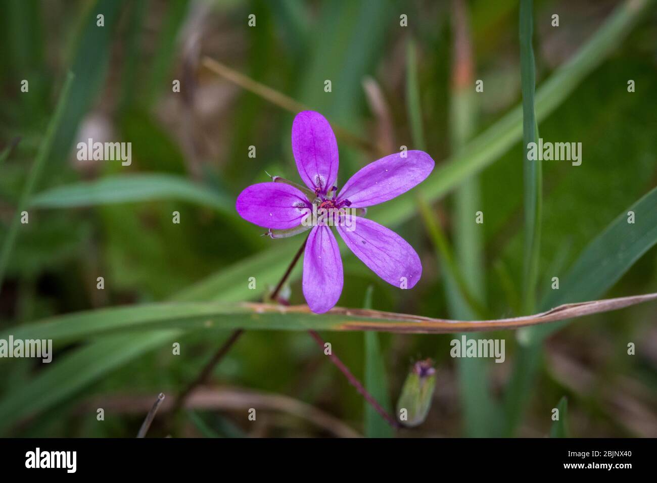 Violette des champs Banque de photographies et d’images à haute ...