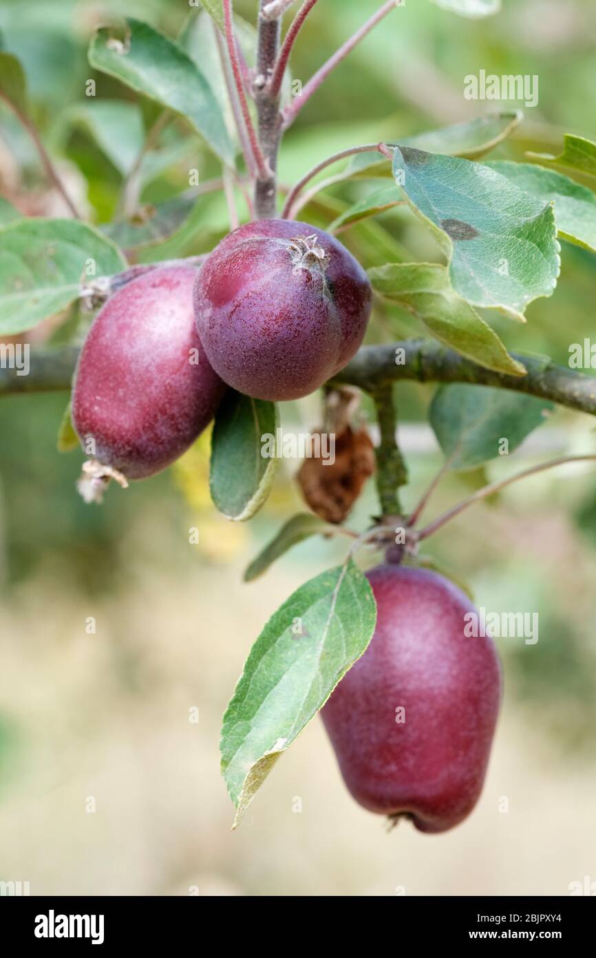 Pommes de crabe rouge foncé qui poussent sur un arbre. Malus x ...