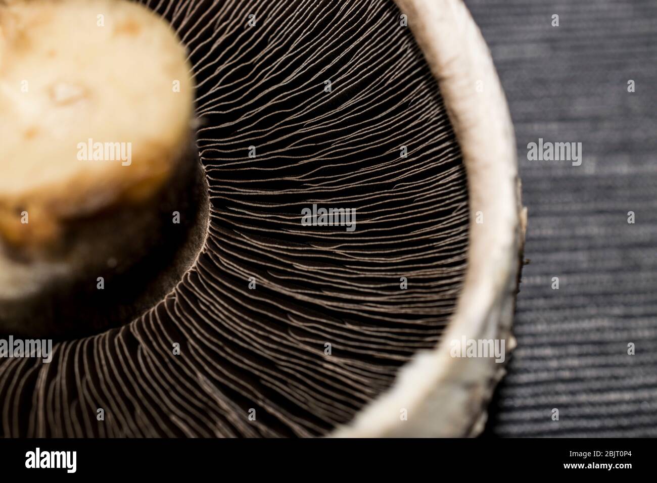 Spores de champignons Banque de photographies et d’images à haute ...