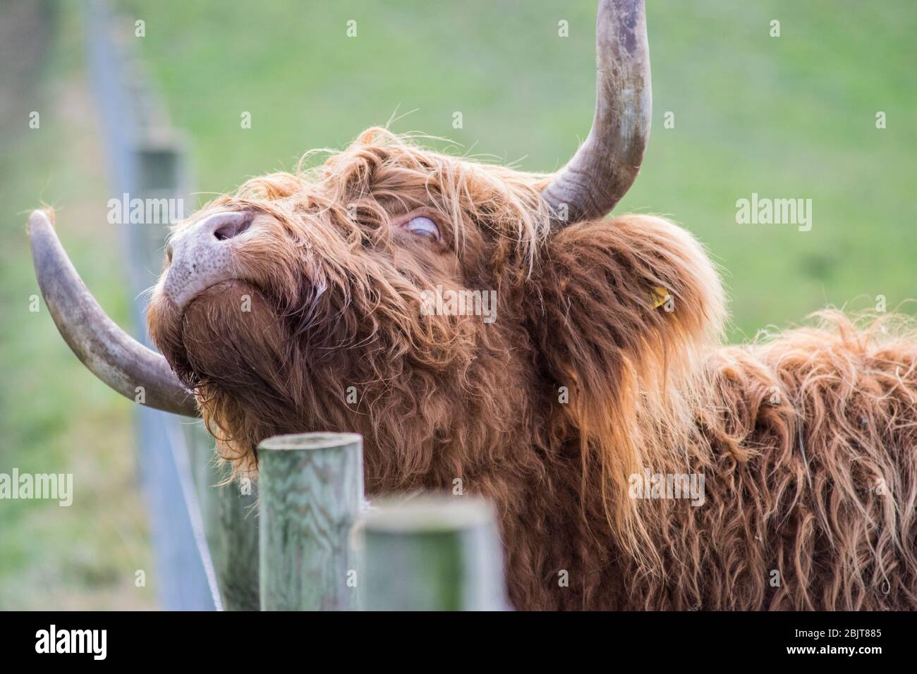 Shaggy highland cow Banque de photographies et d’images à haute ...