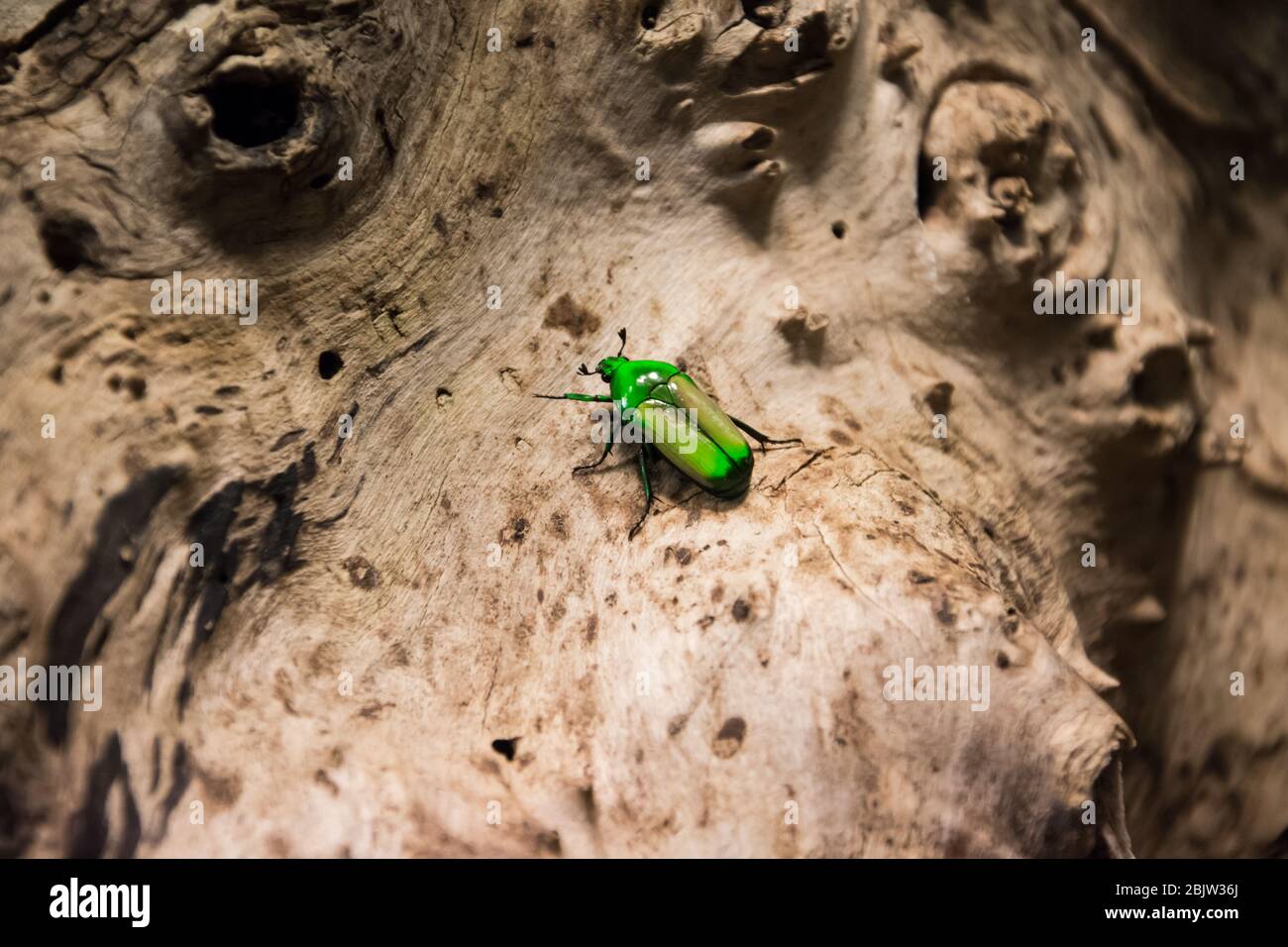 Gros insecte Banque de photographies et d’images à haute résolution - Alamy