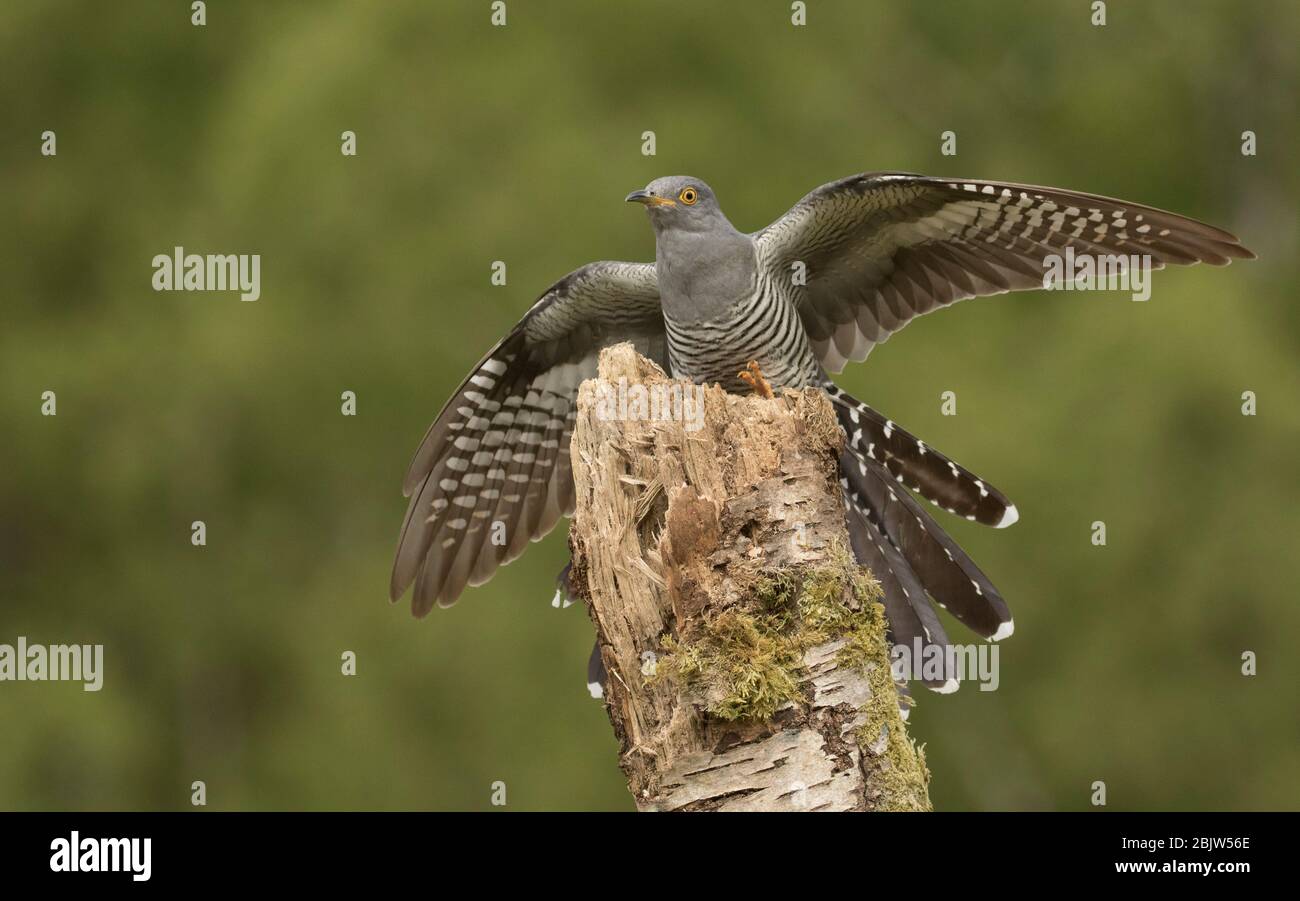 Eurasian cuckoo cuculus canorus Banque de photographies et d’images à ...