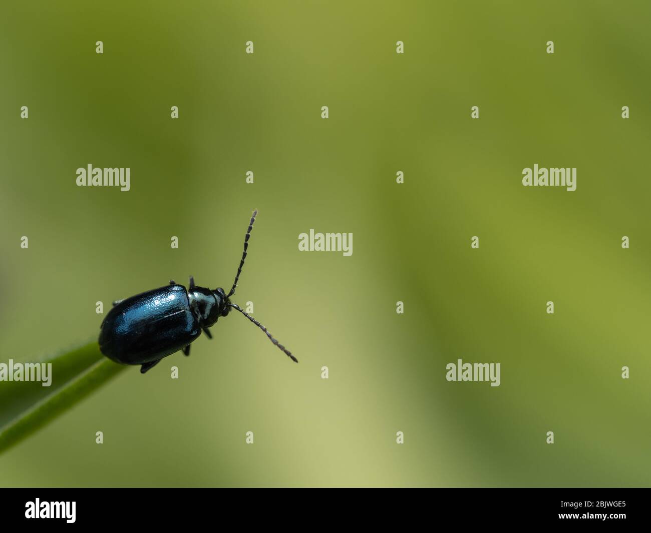 Insecte noir 5mm Banque de photographies et d’images à haute résolution ...