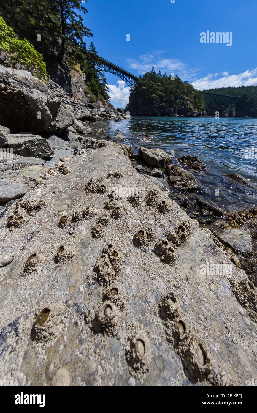 Balanus nubilus Banque de photographies et d’images à haute résolution ...