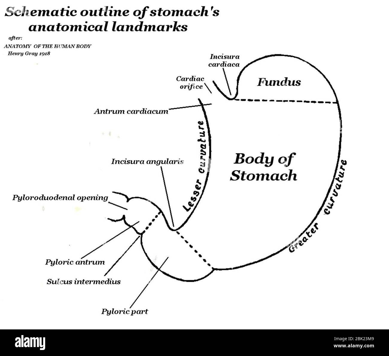 Anatomie externe schématique de l'estomac humain Photo Stock - Alamy
