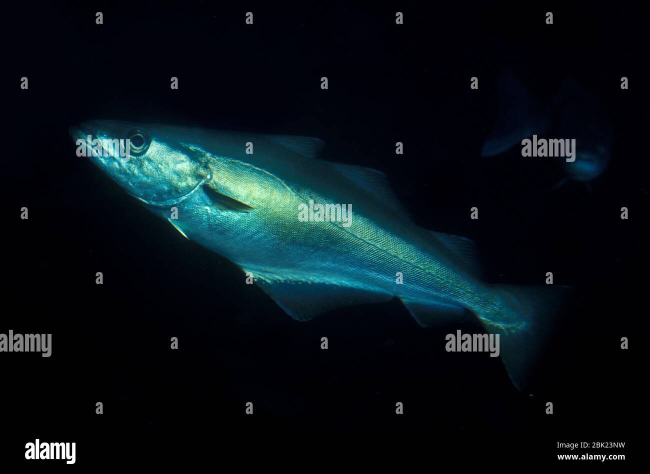 Pollachius pollachius Banque de photographies et d’images à haute ...