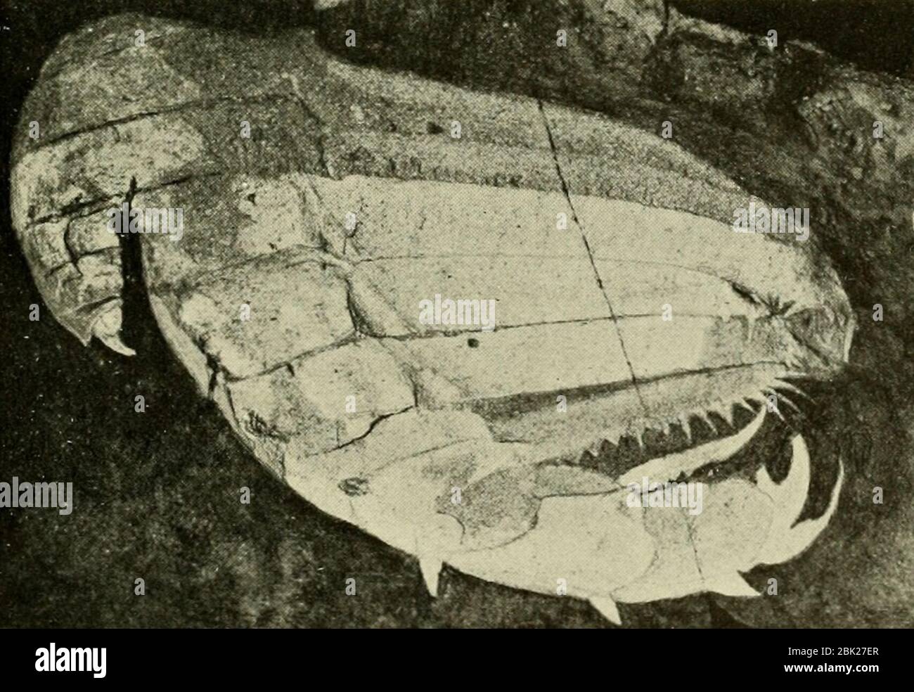 Victoria pal Banque de photographies et d’images à haute résolution - Alamy