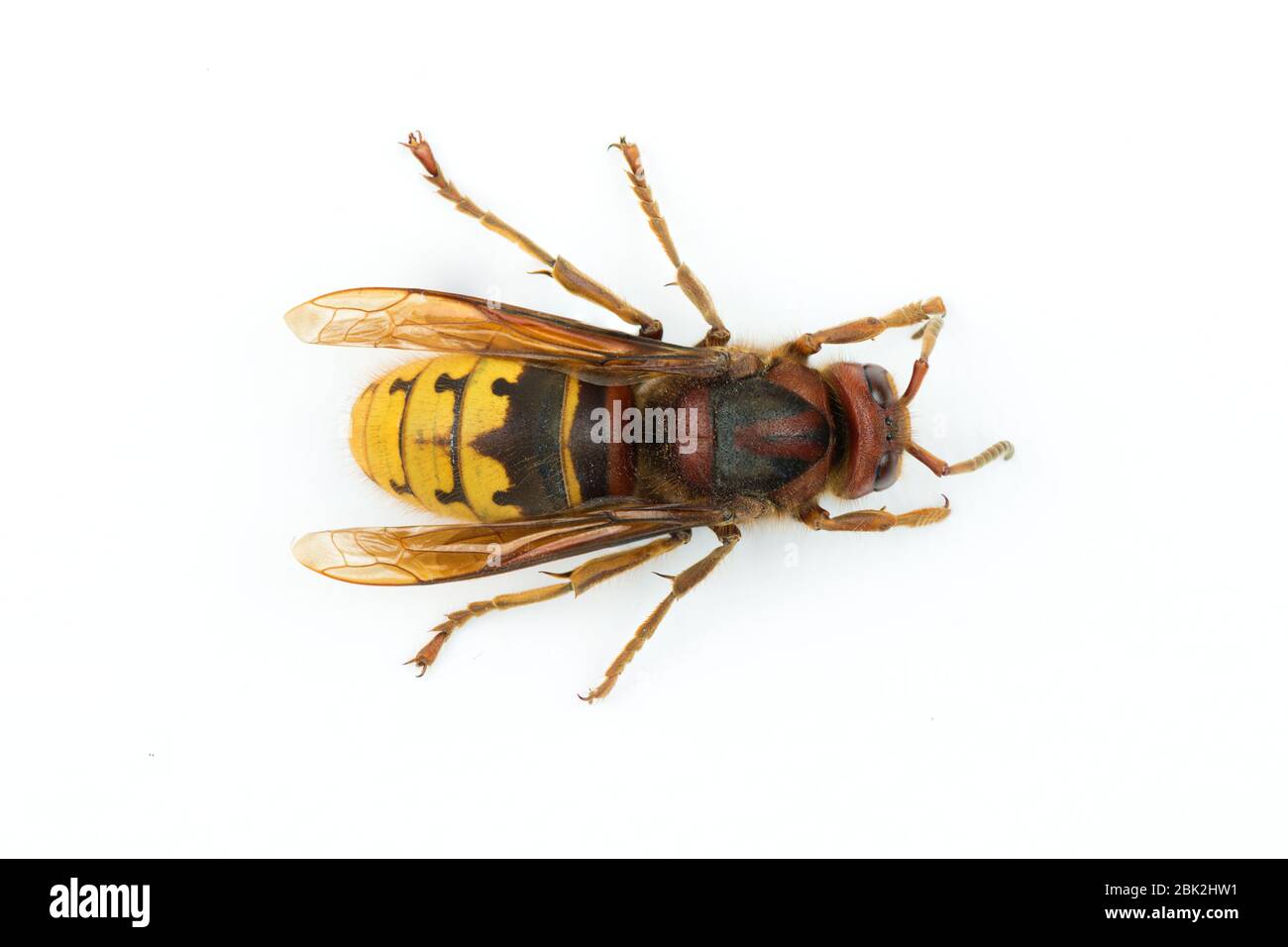 Frelon à queue blanche Banque de photographies et d’images à haute ...