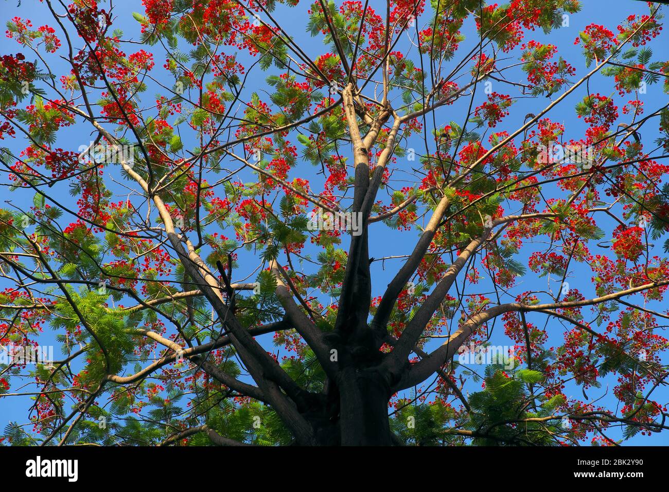 Arbre merveilleux Banque de photographies et d’images à haute ...