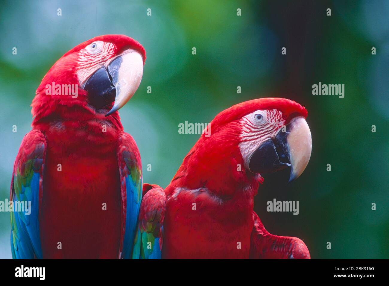 Animal oiseau ara rouge Banque de photographies et d’images à haute ...