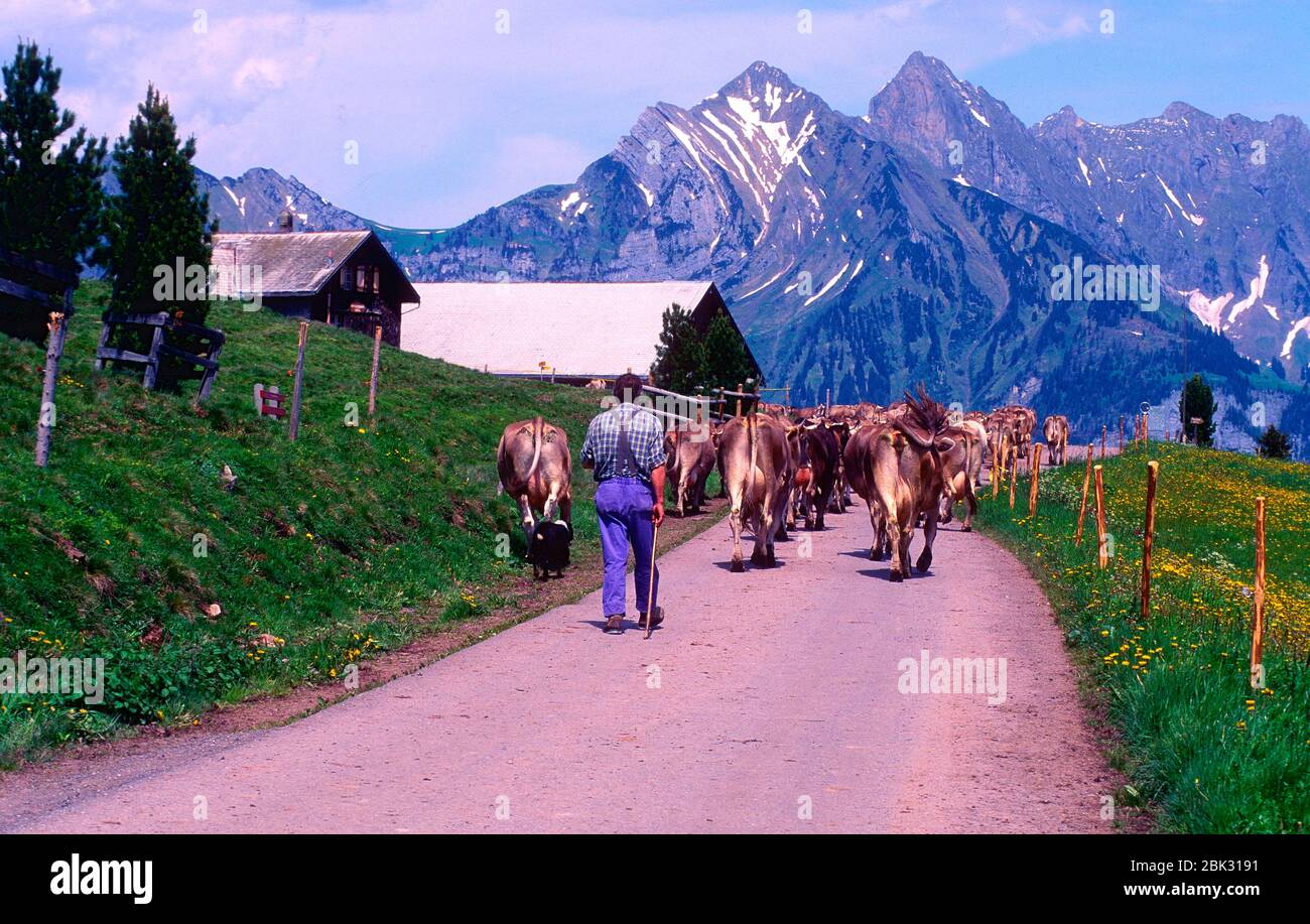 Alpine herdsman Banque de photographies et d’images à haute résolution ...