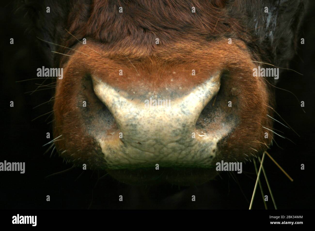 Au nez de vache Banque de photographies et d’images à haute résolution ...