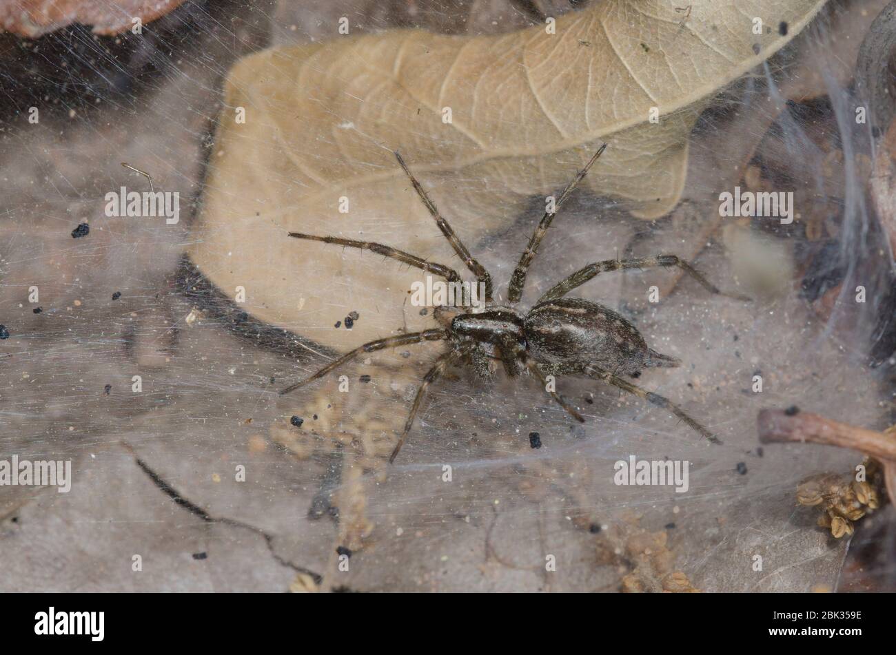 Famille agelenidae Banque de photographies et d’images à haute ...