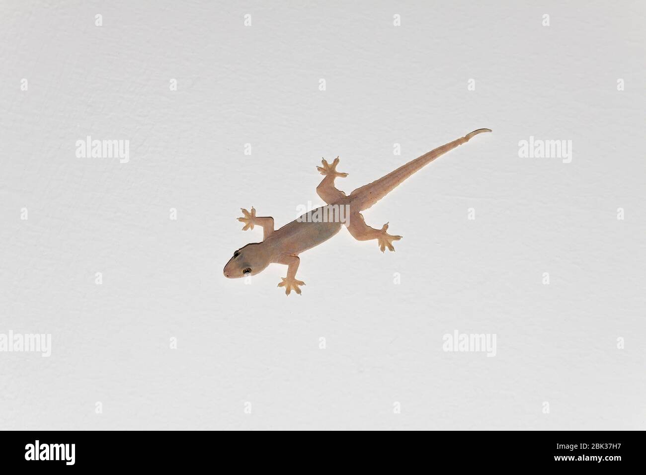 Geckos d'asie du sud est Banque de photographies et d’images à haute ...