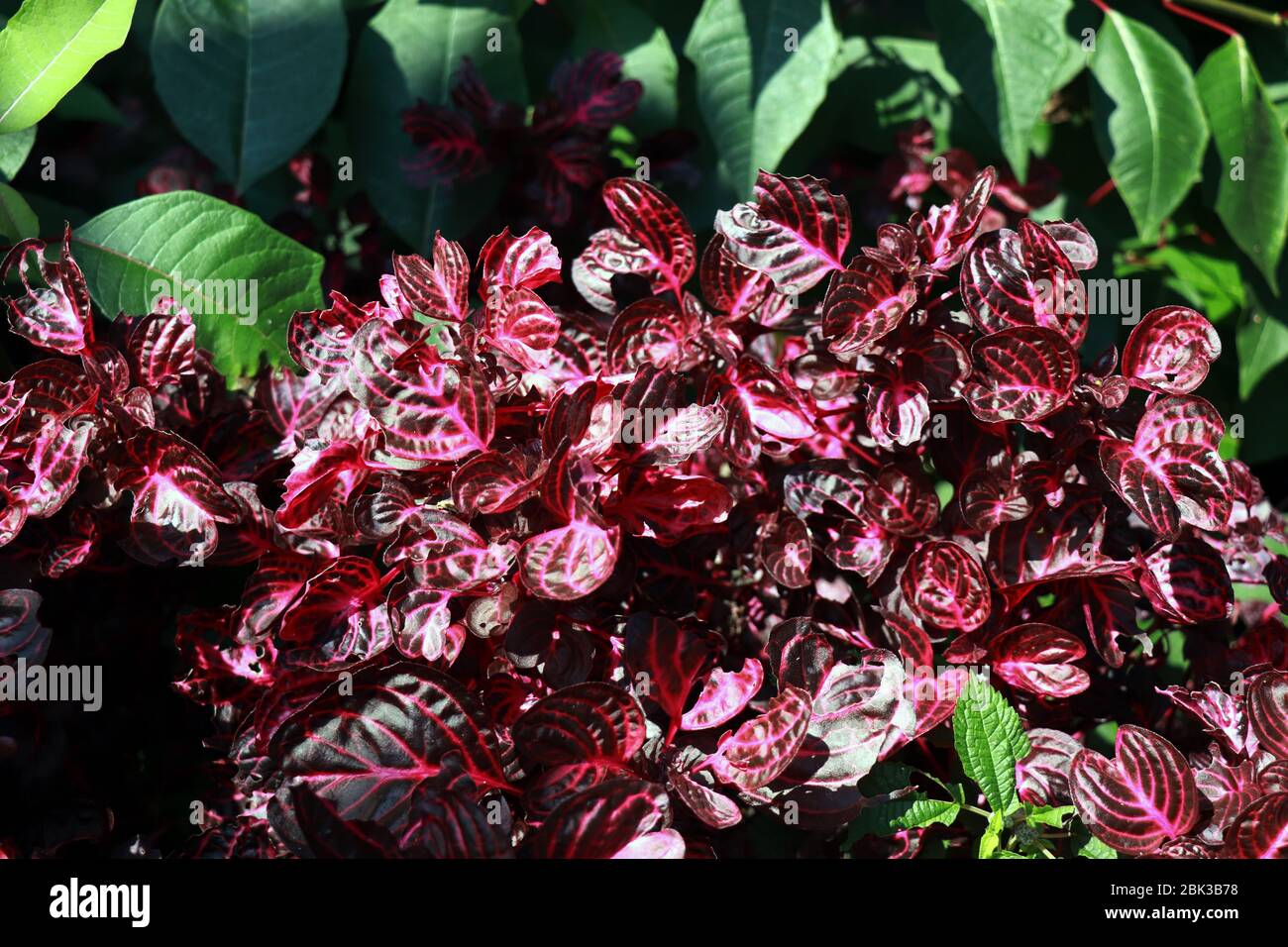 Blood leaf Banque de photographies et d’images à haute résolution - Alamy