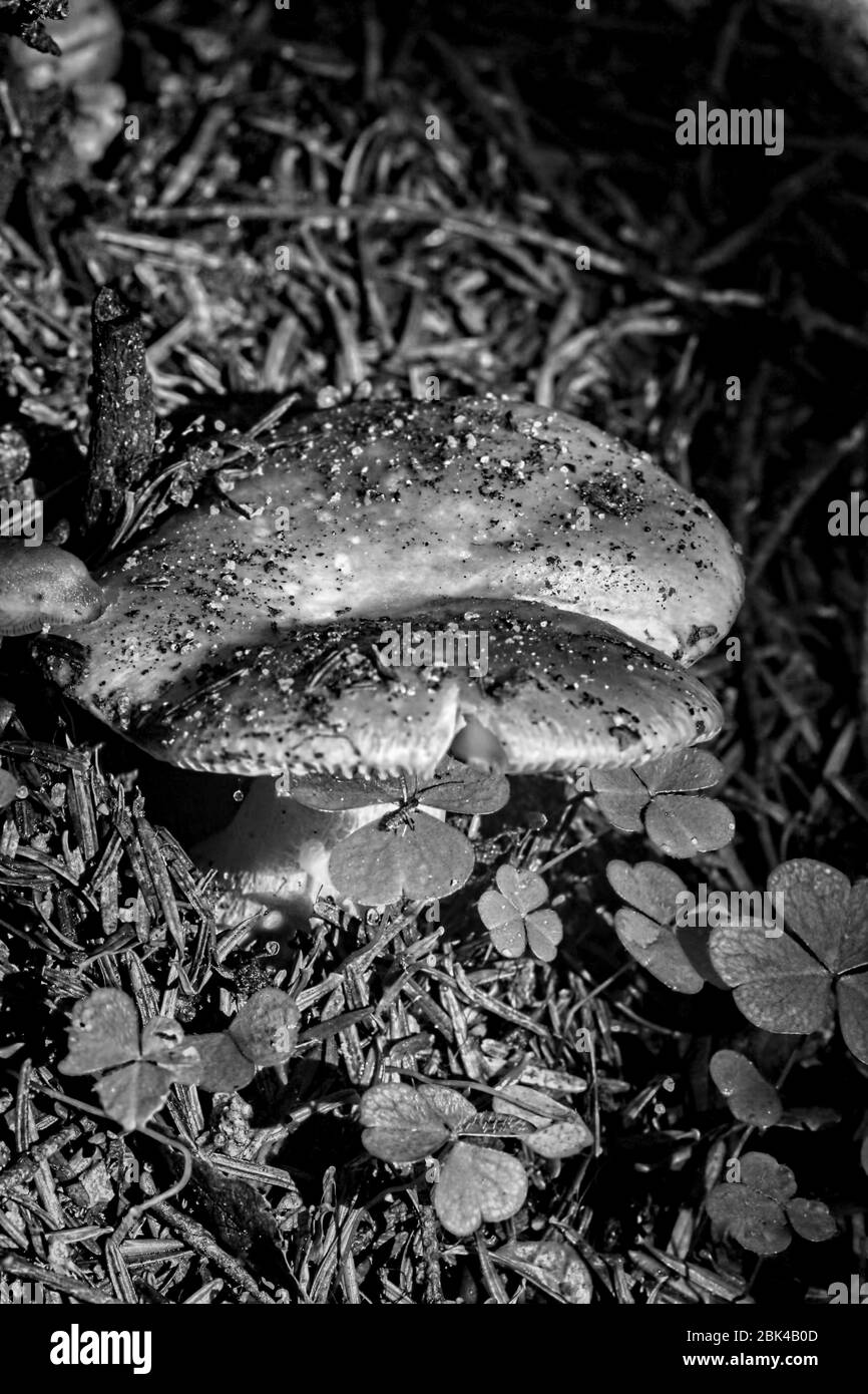 Sous bois champignons Banque d'images noir et blanc - Alamy