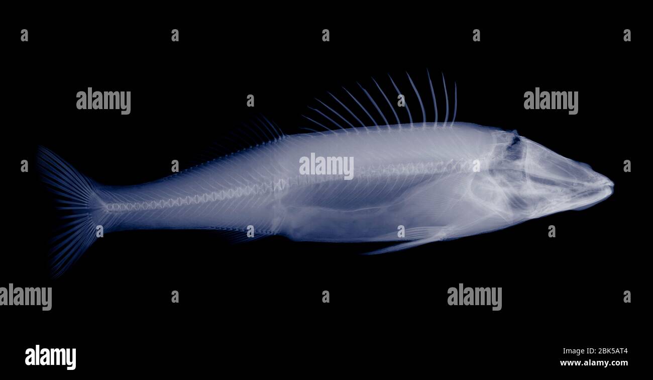 Anatomie du poisson Banque de photographies et d’images à haute ...
