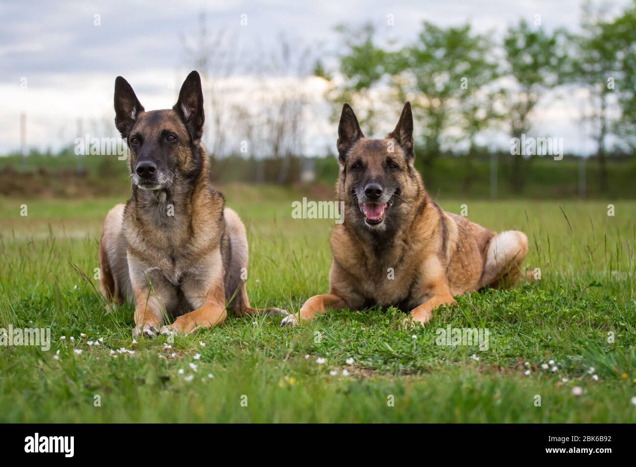 Bergers belges Banque de photographies et d’images à haute résolution - Alamy