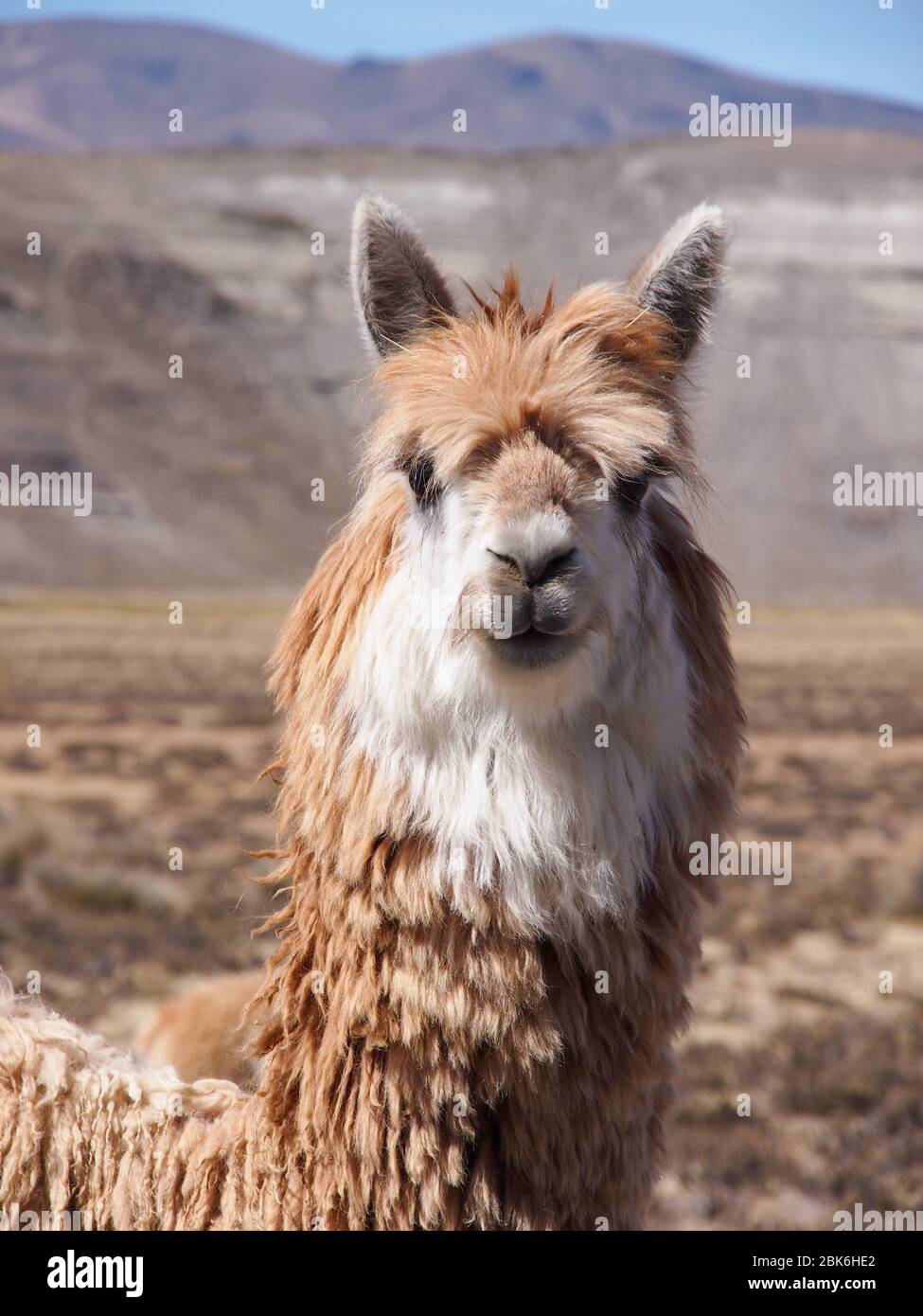 Alpaca llama guanaco domesticated Banque de photographies et d’images à ...