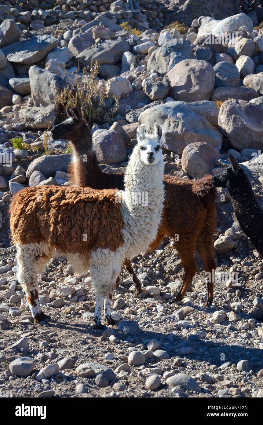 Lamas peru Banque de photographies et d’images à haute résolution - Alamy