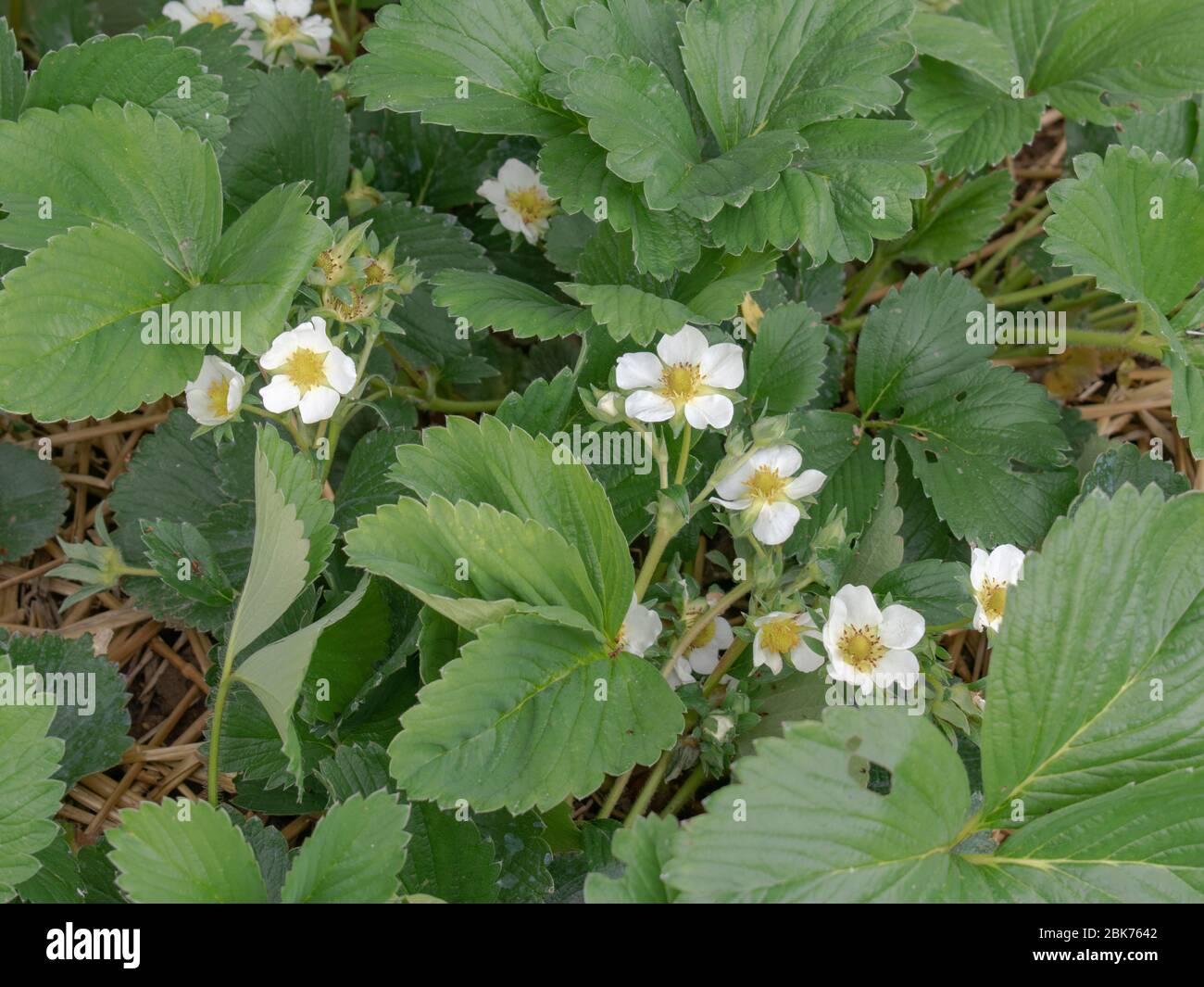 Fraise de jardin Banque de photographies et d’images à haute résolution ...