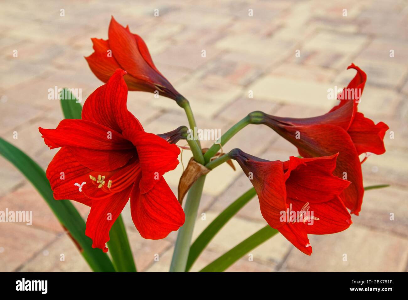 4 fleurs par tige Banque de photographies et d’images à haute ...