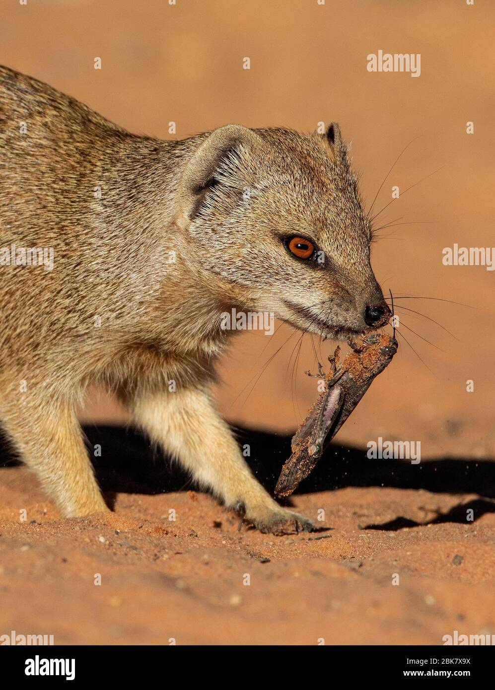 Yeux de mangouste Banque de photographies et d’images à haute résolution - Alamy