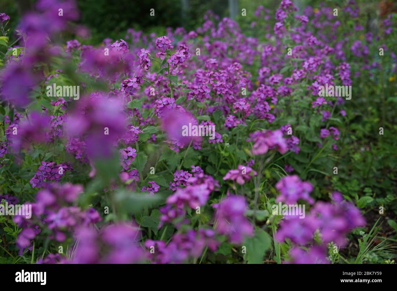 Fleurs violettes violettes d'honnêteté annuelle Banque de photographies ...