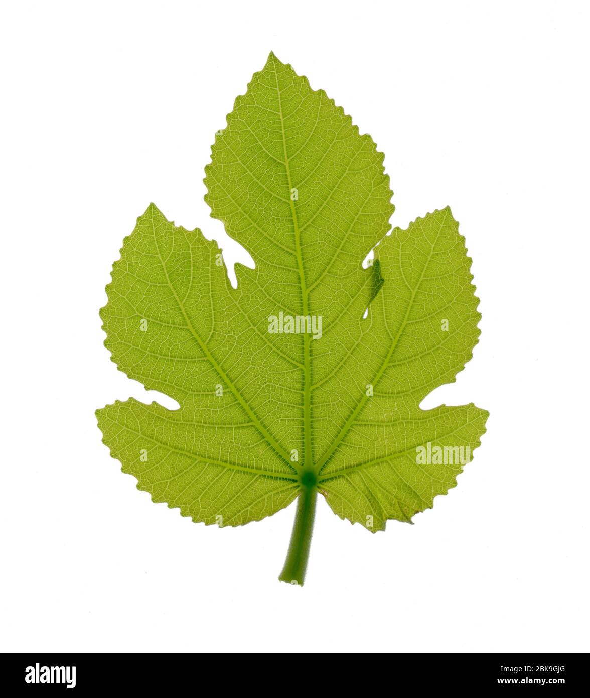 Ficus leaf Banque de photographies et d’images à haute résolution - Alamy