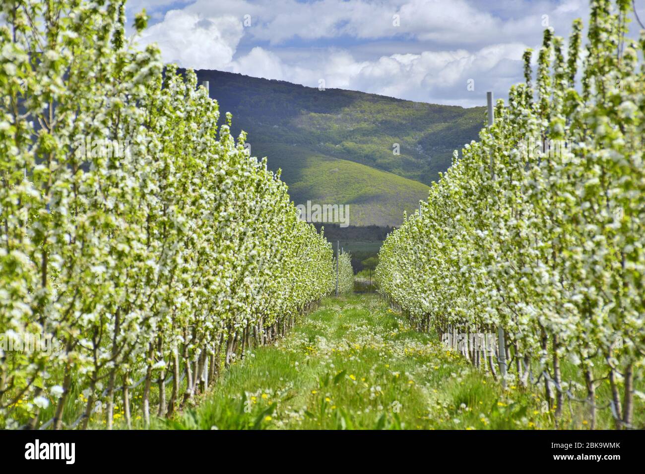 Verger De Poiriers Banque d'image et photos - Alamy