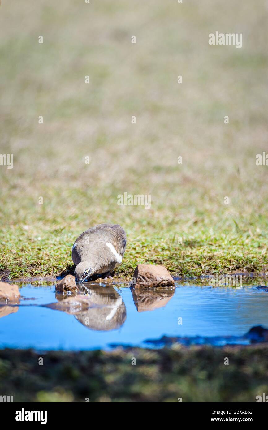 Queensland Morph squatter pigeon approchant un petit trou d'eau à pied ...