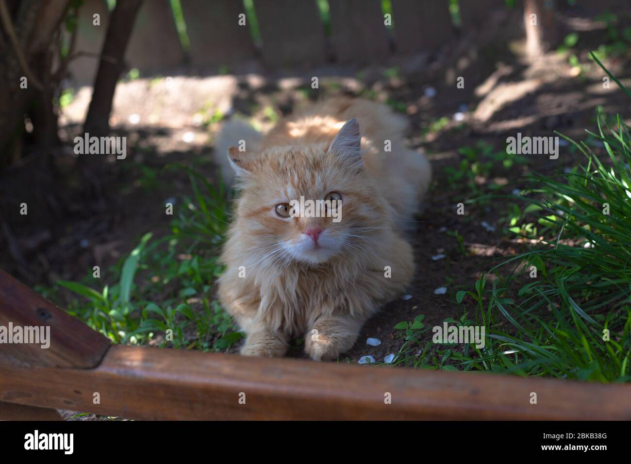 Chat rouge blanc couché dans l'herbe Banque de photographies et d ...