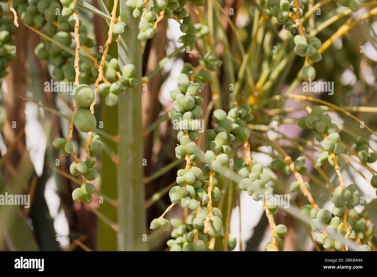 Maladies du palmier Banque de photographies et d’images à haute ...