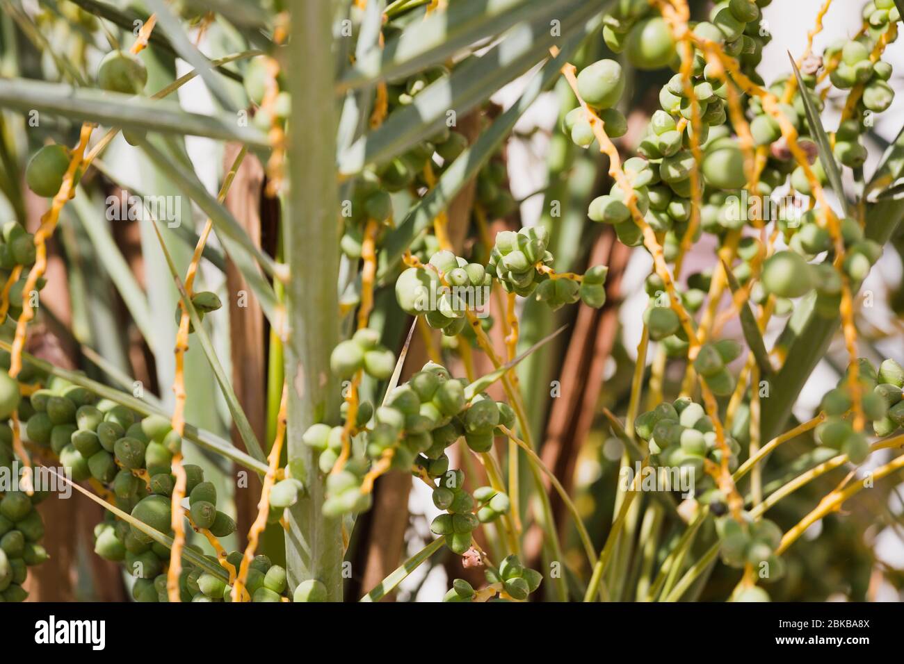 Maladies du palmier Banque de photographies et d’images à haute ...