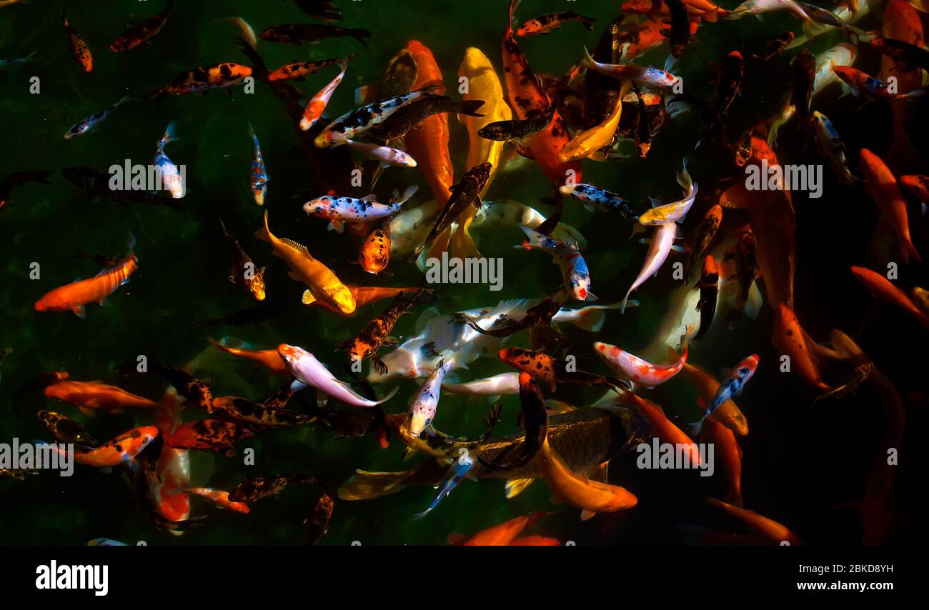 Carassin carassius carassius Banque de photographies et d’images à ...