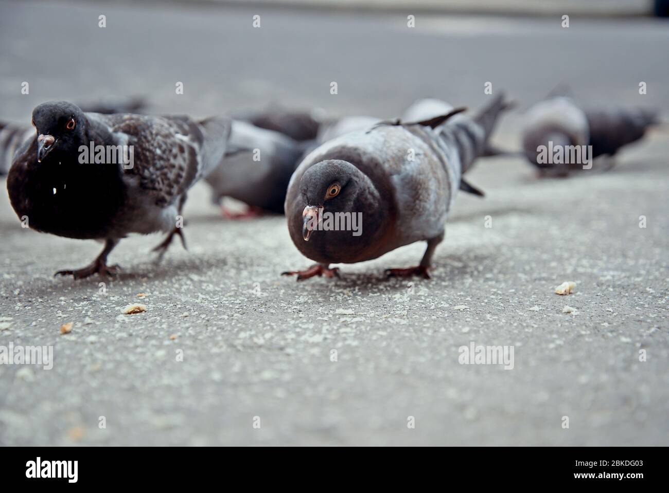 Manger des pigeons Banque de photographies et d’images à haute ...