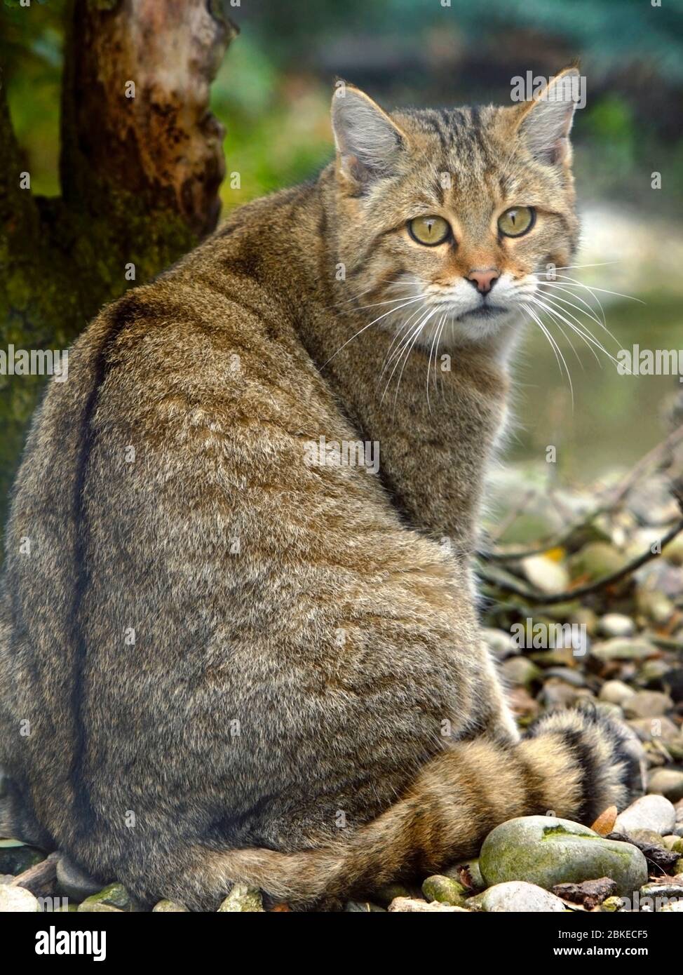 Chat domestique tabby brun européen Banque de photographies et d’images ...