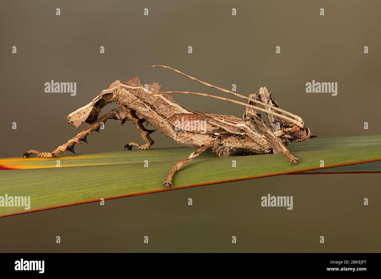 Jungle nymph stick insect Banque de photographies et d’images à haute ...