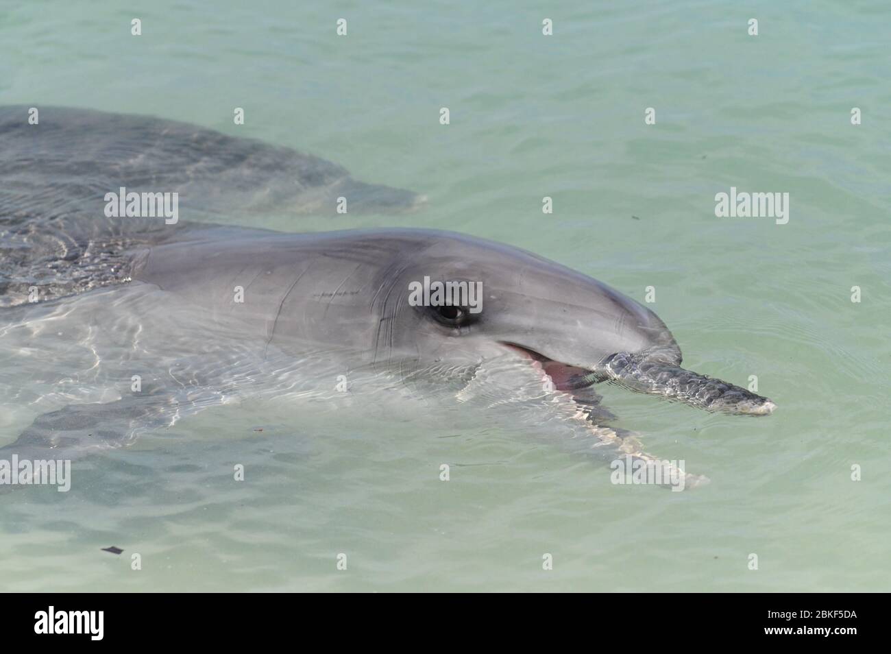 Reproduction De Singe Banque d'image et photos - Alamy