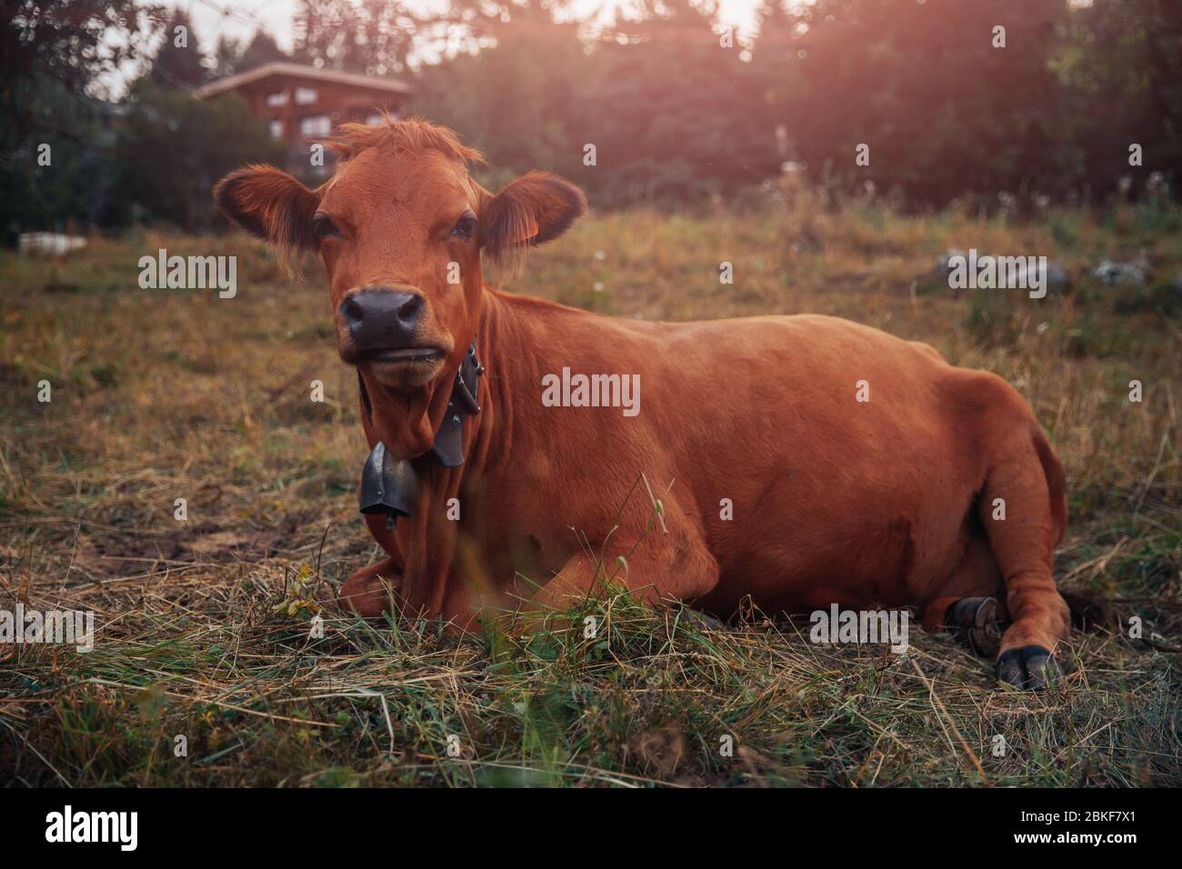 Vache avec cloche au cou Banque de photographies et d’images à haute ...