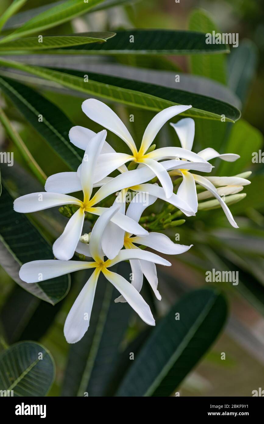 Fleurs de frangipanier rose de singapour Banque de photographies et d ...