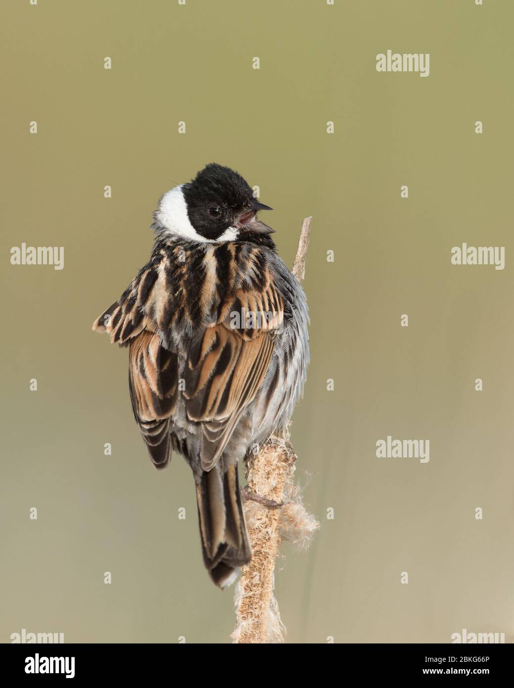 Oiseaux Nicheurs Banque d'image et photos - Alamy